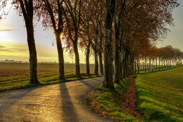 Tout savoir sur la protection des alignements d’arbres bordant les voies