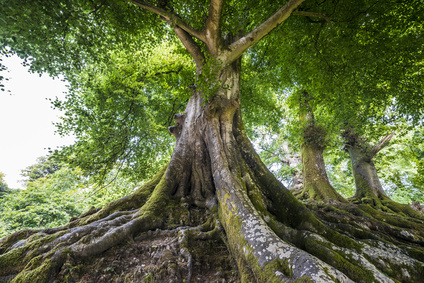 Ne pas regarder l’arbre qui cache la forêt